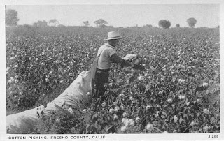 My World in a Nutshell- Bev: Them Old Cotton Fields Back Home